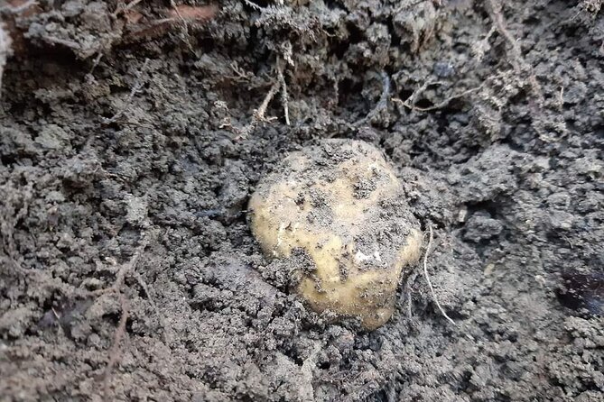 Truffle Hunting Experience in Assisi - An In-Depth Look at the Truffle Hunting Tour