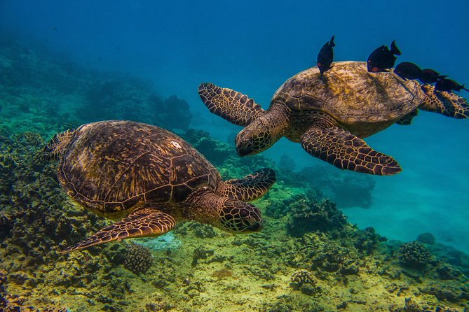 Turtle Canyons Snorkel Excursion from Waikiki, Hawaii - What You Can Expect from the Experience