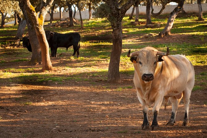 Visita Entre Toros y Caballos - A Closer Look at the Tour Experience