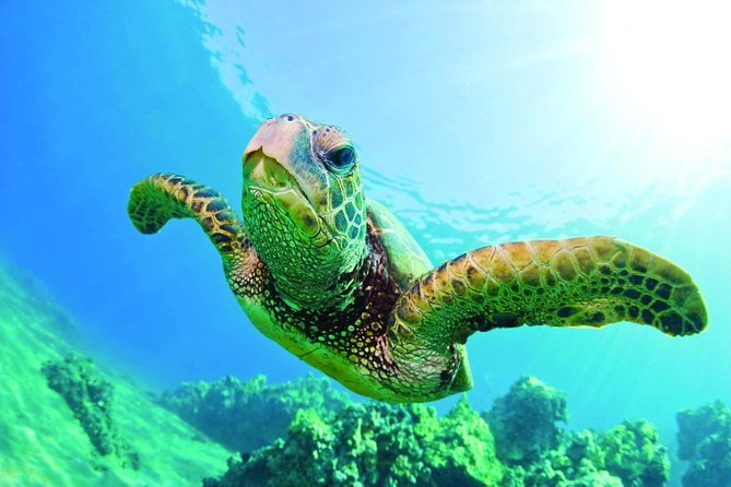 Waikiki Catamaran Adventure: Snorkel with Sea Turtles - The Experience in Detail
