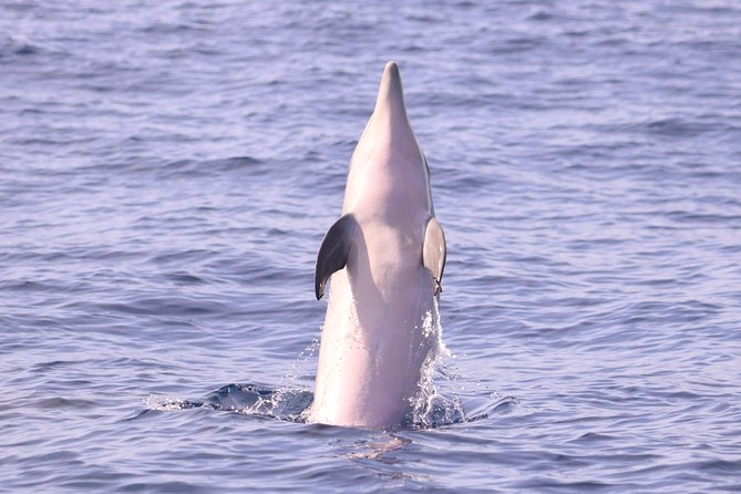 Whale and Dolphin Watching in Calheta, Madeira Island - An In-Depth Look at the Madeira Marine Safari