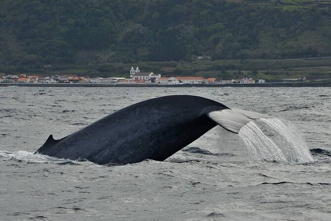 Whale and Dolphin Watching in Pico Island - Half Day - The Itinerary: From Briefing to Marine Encounters