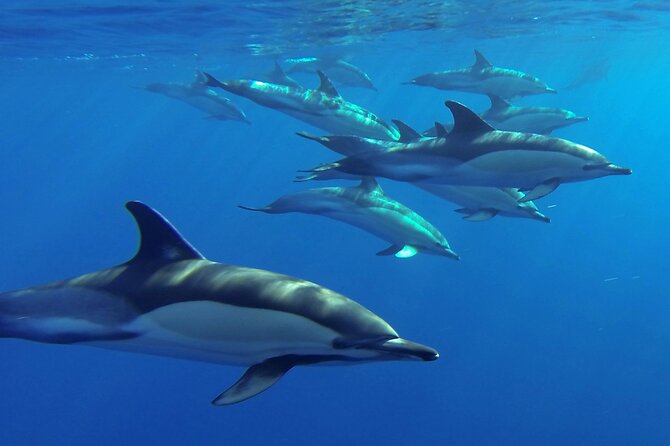 Whale and Dolphin Watching Tour from Funchal - Overview of the Experience