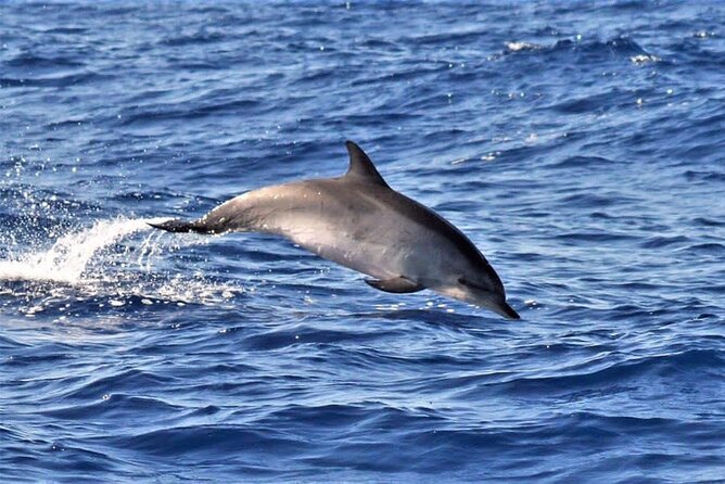 Whale & Dolphin Watching in Madeira - An In-Depth Look at the Madeira Whale & Dolphin Tour