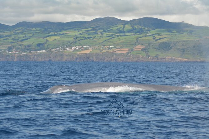 Whale Watching Activity in North Coast - An Insider’s Look at the Whale Watching in São Miguel