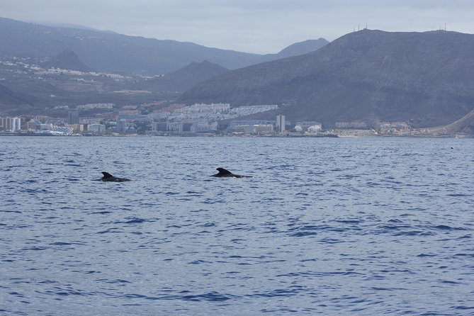 Whale Watching and Marine Science Tour - What Youll Get and What to Consider