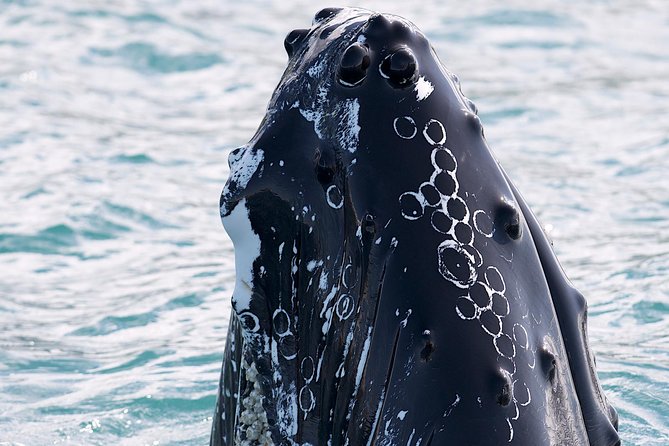 Whale Watching and Sea Angling Tour - Who Will Love This Tour?