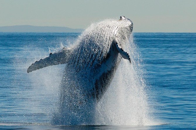 Whale Watching Cruise from Redcliffe, Brisbane or the Sunshine Coast - Setting the Scene: What is the Experience?