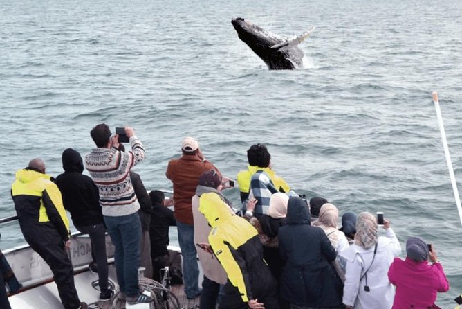 Whale Watching & Dolphin Yacht Cruise - The Second Chance: What Happens if No Wildlife Show Up?