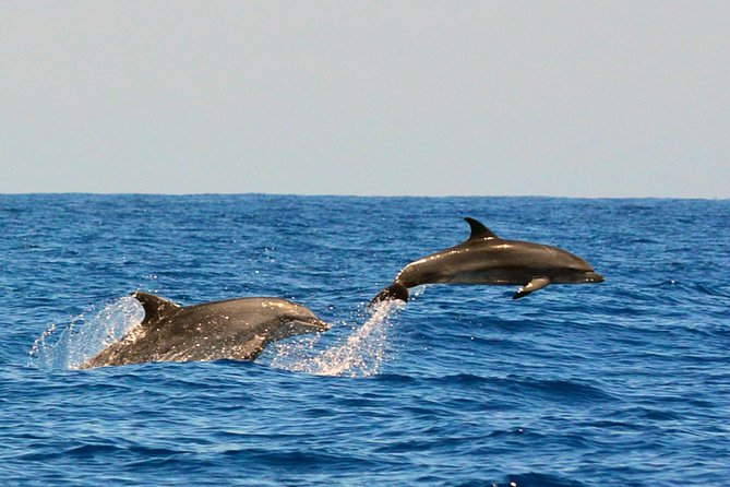 Whale Watching Eco-Adventure from Costa Adeje - A Closer Look at the Whale Watching Eco-Adventure