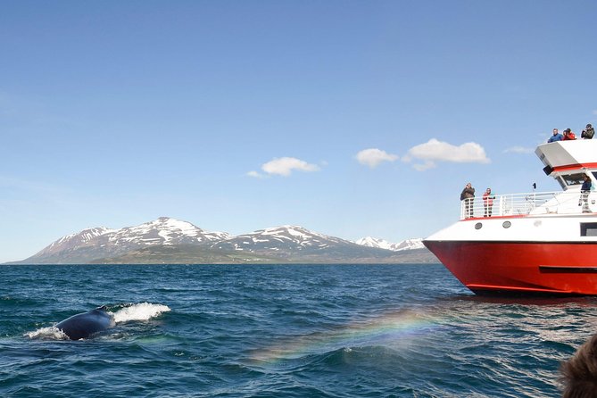 Whale Watching from Downtown Akureyri - The Value: Is it Worth the Price?