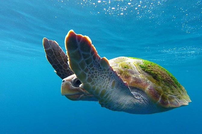 Whale watching in Tenerife. Atlantic Eco Experience - What to Expect on the Tour