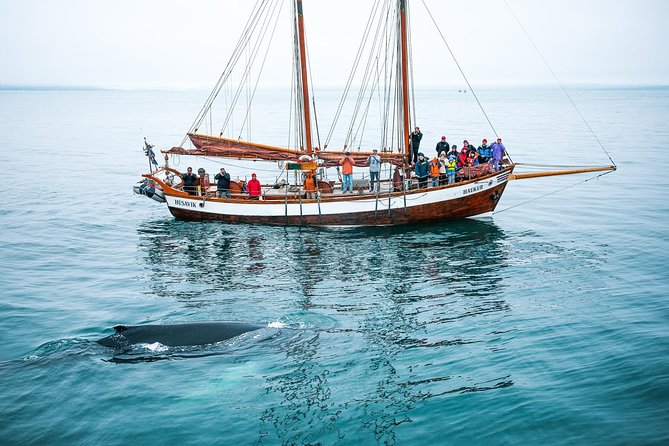 Whale Watching on a Traditional Oak Sailing Ship from Husavik - A Closer Look at the Experience