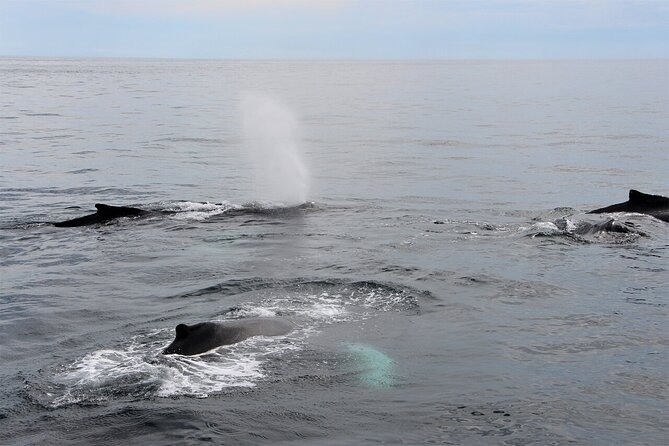Whale Watching Tour in Gloucester - Key Points