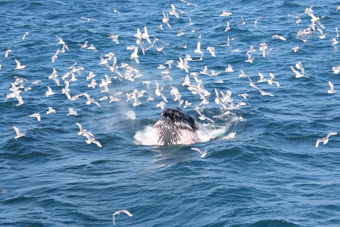 Whale Watching Tour with Professional Guide from Reykjavik - Who This Tour Is Best For