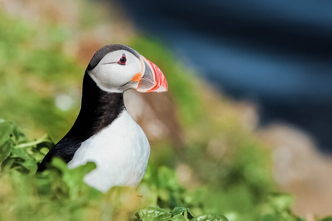 Whales and Puffins Tour from Husavik - An Overview of the Experience