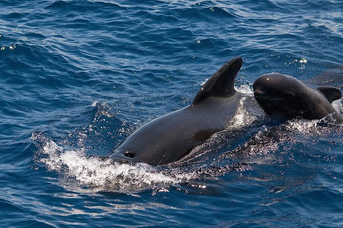 Whales & Dolphins watching in exclusive sailboat - The Itinerary: What You Can Expect