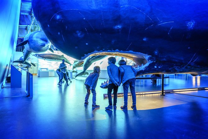 Whales Of Iceland Admission Ticket - In-Depth Look at the Whales of Iceland Experience