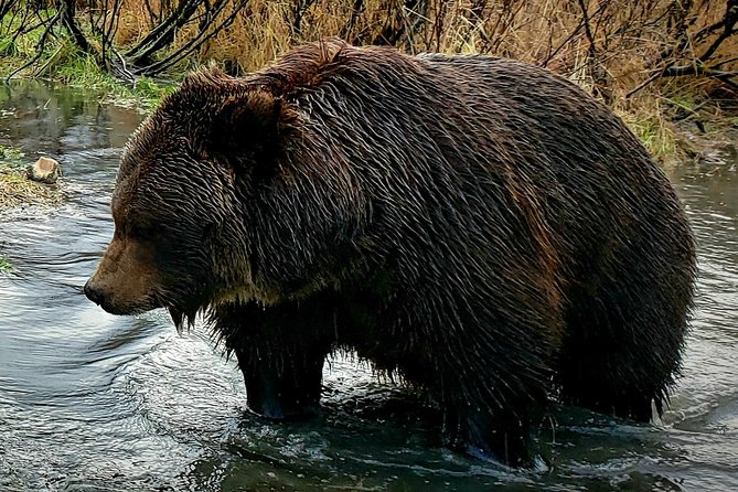 Wilderness, Wildlife, Glacier Experience from Anchorage - A Genuine Look at the Wilderness, Wildlife, and Glaciers