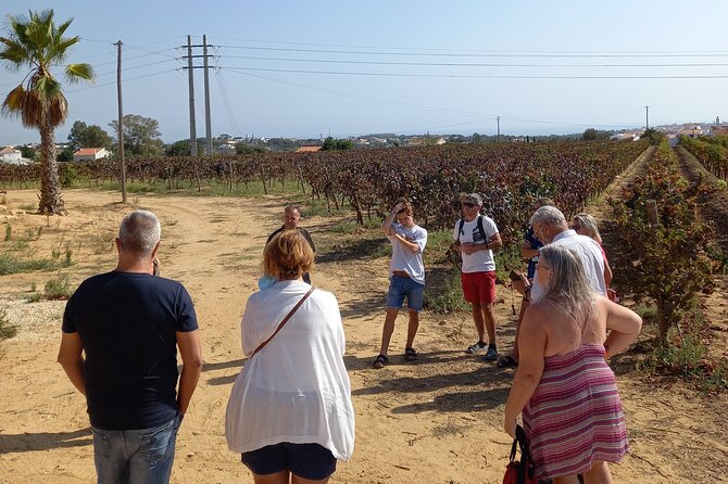 Wine Lovers: Winery Tour w/ Tasting & Tapas (Albufeira/Vilamoura) - What’s Included and How It’s Organized