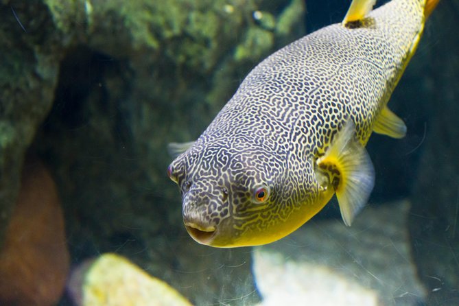Zaragoza Aquarium Admission Ticket - Analyzing the Experience: What to Expect