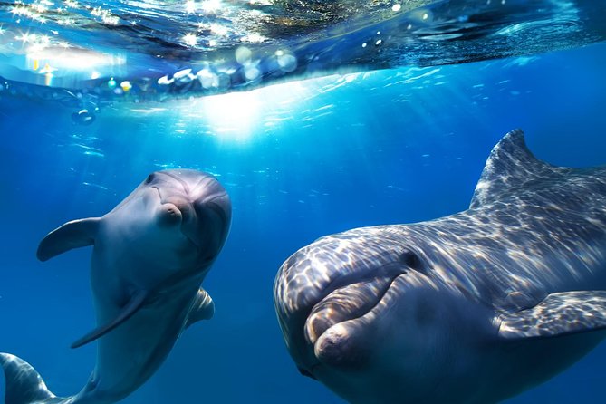 2-Hour Dolphin and Whale Watching in Gran Canaria - Introduction: Setting the Scene for Your Marine Adventure