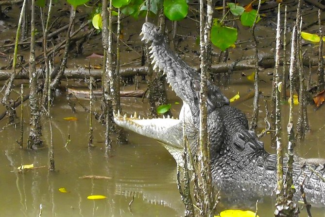 1 hour daintree river wildlife cruise the sum up: who should sign up?