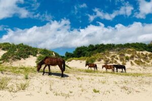2 hour outer banks wild horse tour by 4wd truck the guide: an educational and entertaining companion