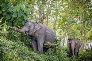 A morning with the elephants at phuket elephant sanctuary authentic, responsible tourism at its best