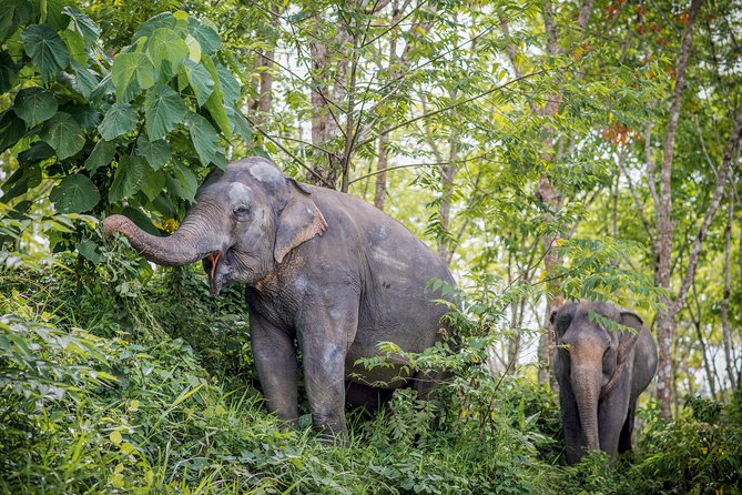 A morning with the elephants at phuket elephant sanctuary authentic, responsible tourism at its best