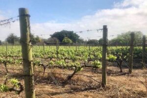 African story wine tours in the cape winelands the value of the experience: what you get for around $100