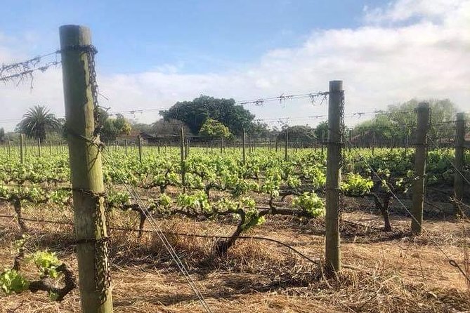 African story wine tours in the cape winelands the value of the experience: what you get for around $100