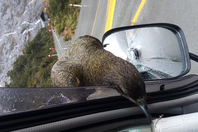 Award winning milford sound full day tour & cruise from te anau faqs