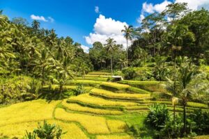 Best of ubud 1 day private tour faq