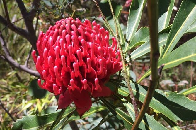 Blue mountains day tour including parramatta river cruise final thoughts: who is this tour for?