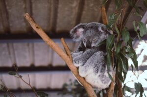 Brisbane river cruise with entry to lone pine koala sanctuary the highlight: lone pine koala sanctuary