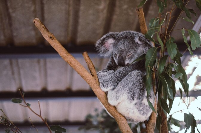 Brisbane river cruise with entry to lone pine koala sanctuary the highlight: lone pine koala sanctuary
