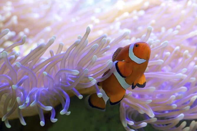 Calypso outer great barrier reef cruise from port douglas snorkeling and diving opportunities