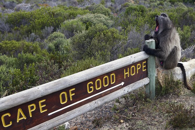 Cape of good hope & boulder penguins full day tour from cape town transportation and group size