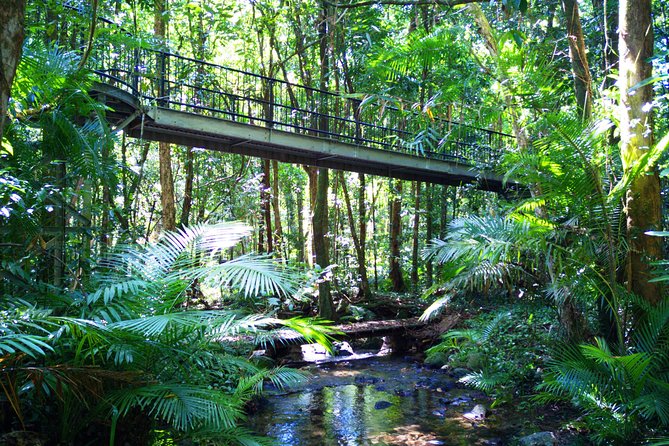 Cape tribulation, mossman gorge, and daintree rainforest day trip why this tour offers good value