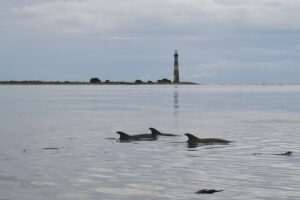 Charleston eco boat cruise with stop at morris island lighthouse the detailed itinerary: what can you expect?