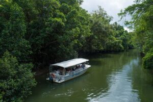 Daintree rainforest and cape tribulation full day tour transportation, duration, and group size