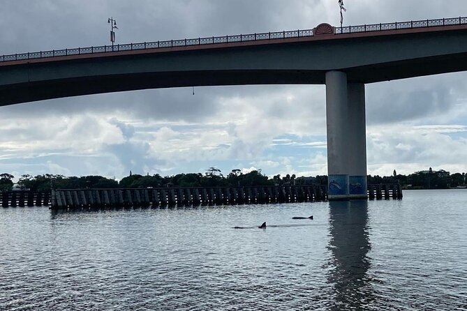 Dolphin and manatee stand up paddleboard tour in daytona beach the gear and comfort