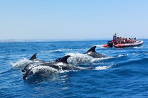 Dolphins search and benagil caves from albufeira is it worth the price?