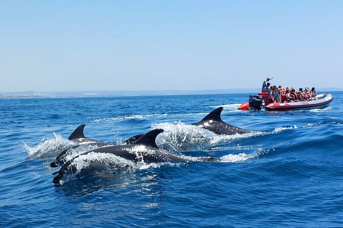 Dolphins search and benagil caves from albufeira is it worth the price?