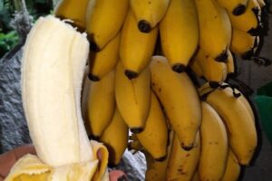 Don olivo chocolate tour what you’ll love about this tour