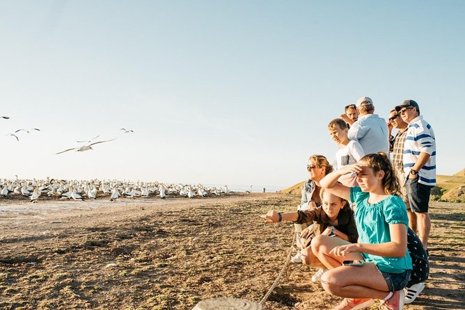 Gannet safaris overland tour to cape kidnappers gannet colony the value of this experience