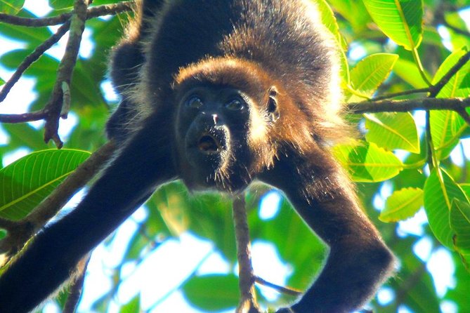 Gatun lake wildlife tour from panama city the value of this tour