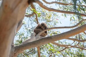 Great ocean road small group eco tour from melbourne the itinerary in detail: what youll experience
