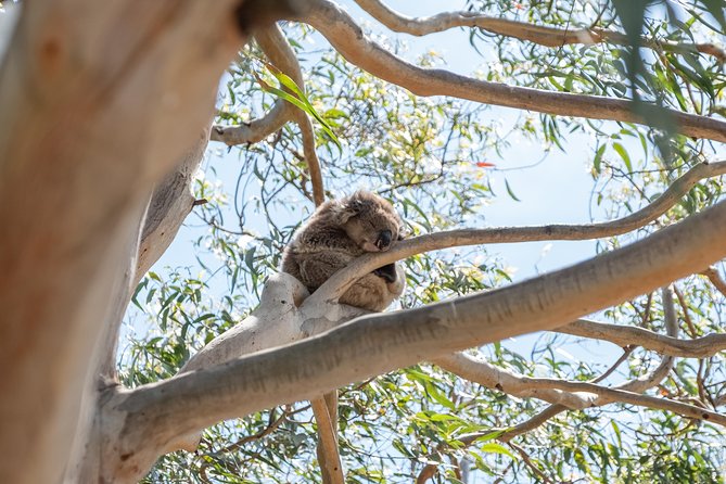 Great ocean road small group eco tour from melbourne the itinerary in detail: what youll experience
